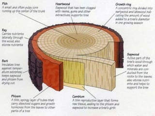 Carpentry Basic -Structural elements of a tree.pptx