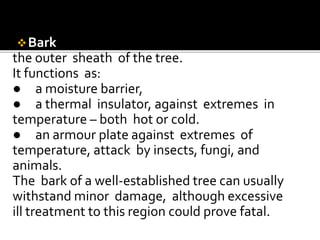 Carpentry Basic -Structural elements of a tree.pptx