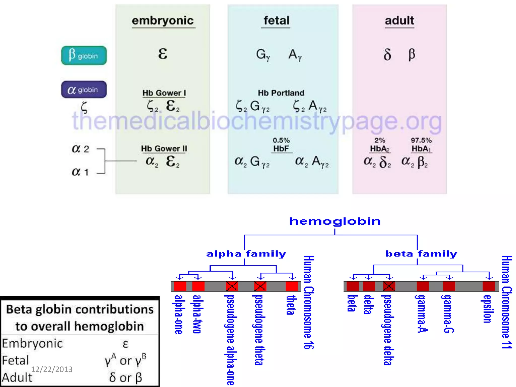 Structural evolution of globulin protein | PPTX