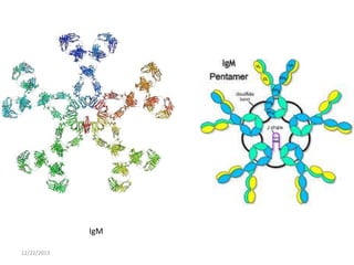 Structural evolution of globulin protein | PPT