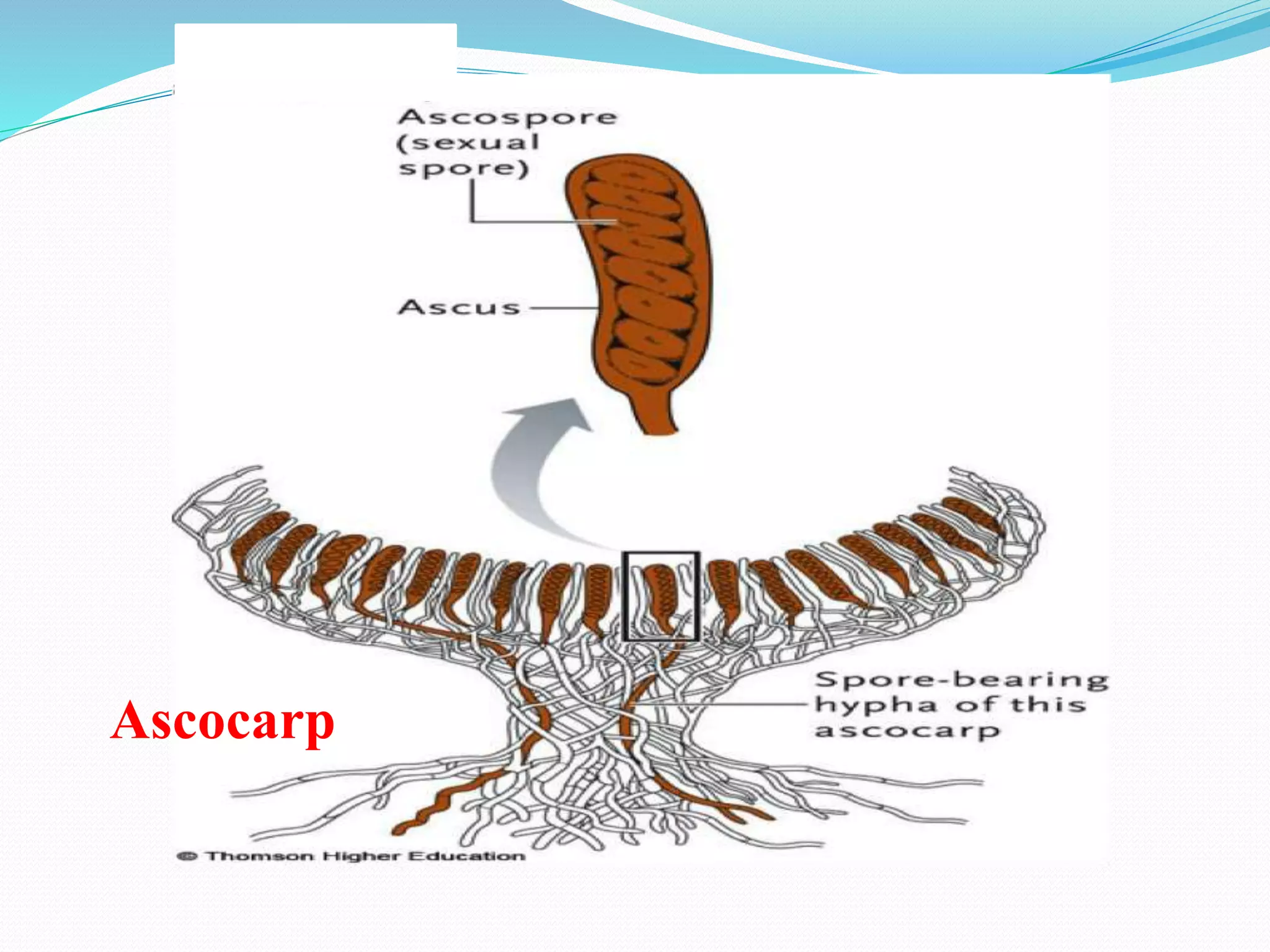 Structural features and classification of fungi | PPTX