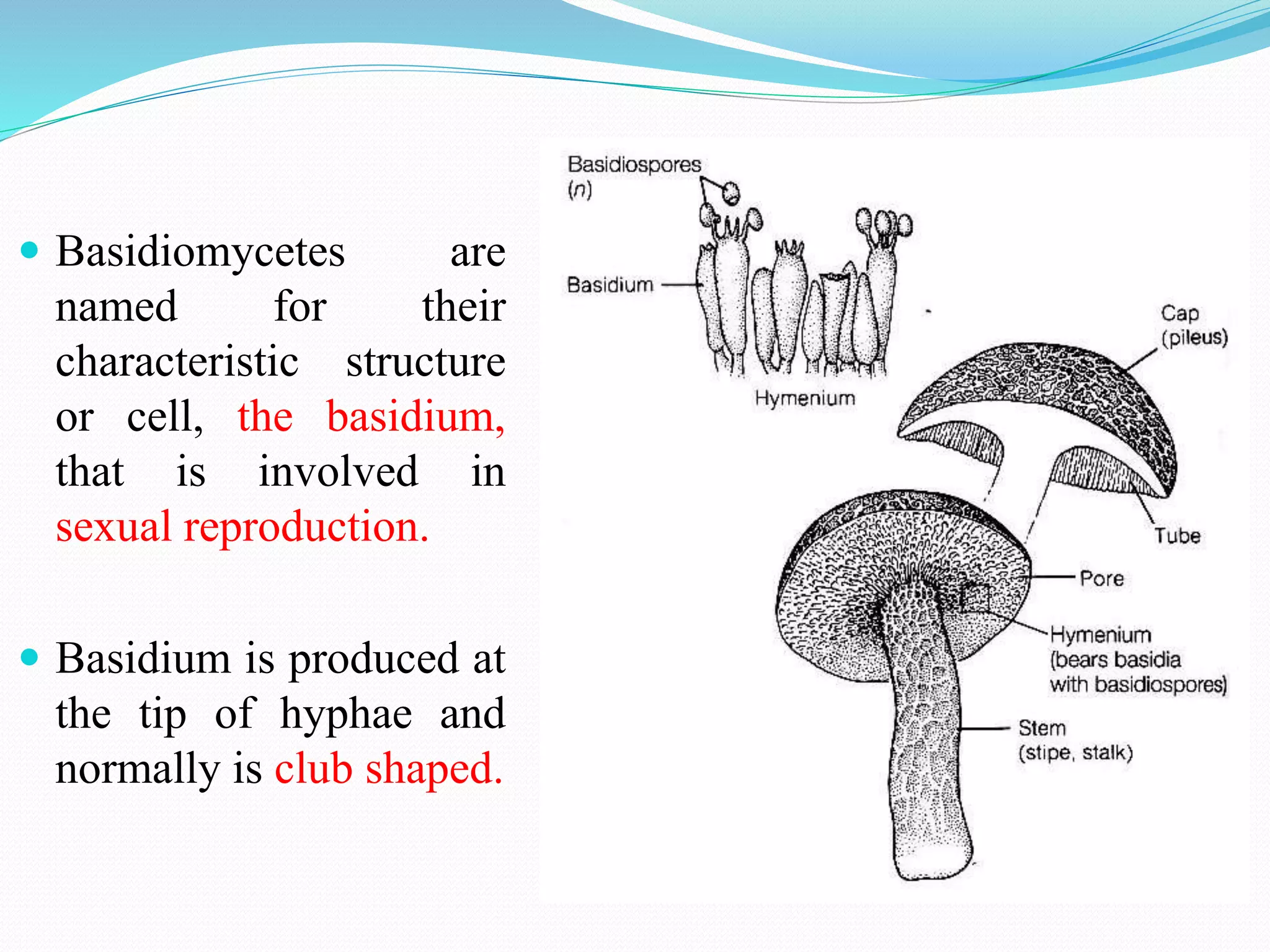 Structural features and classification of fungi | PPTX
