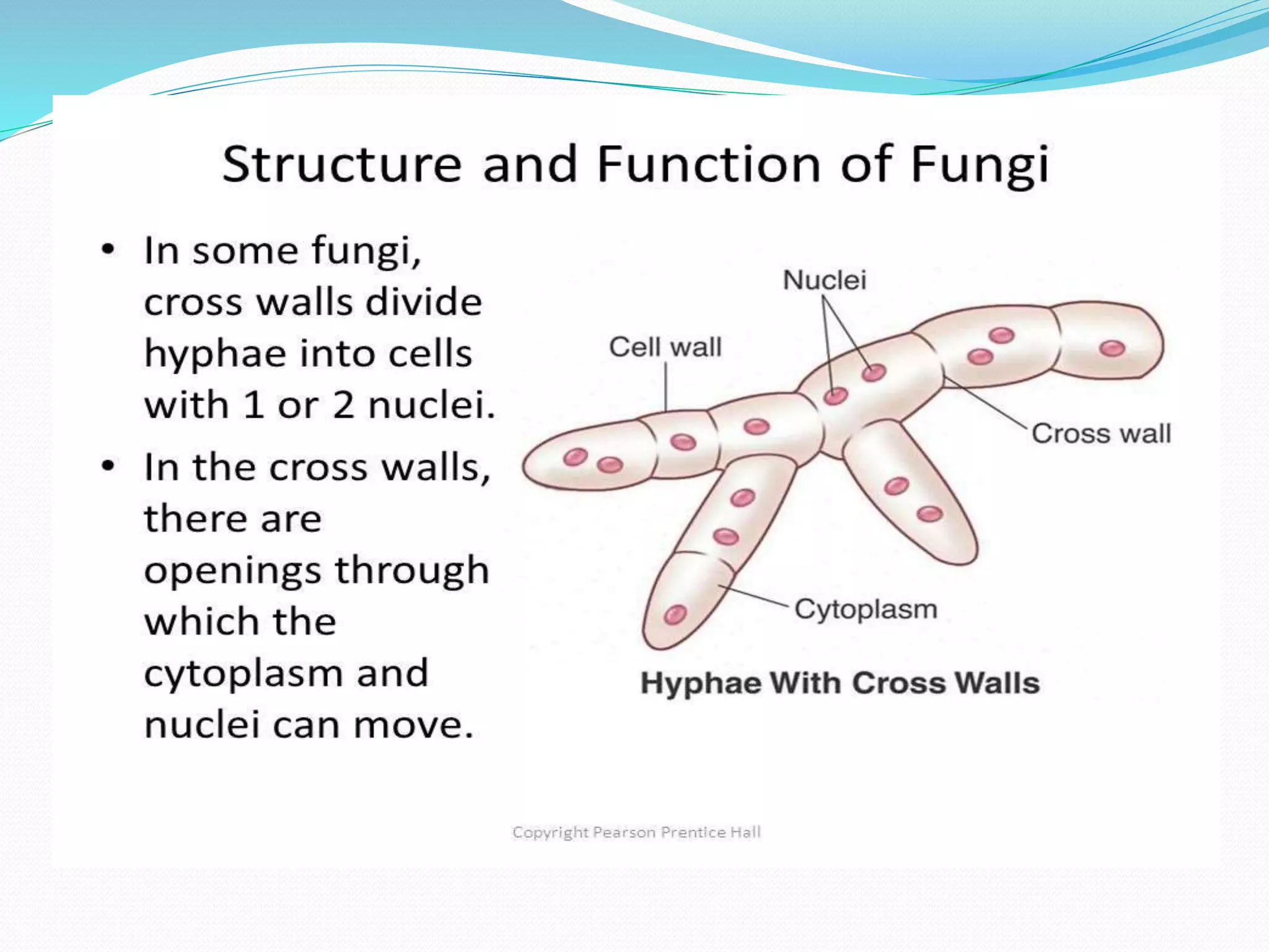 Structural features and classification of fungi | PPTX