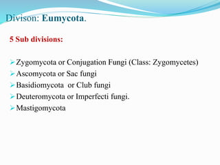 Structural features and classification of fungi | PPTX