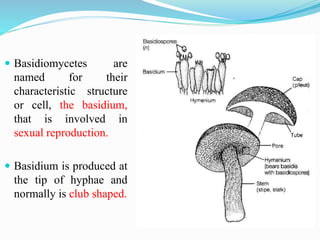 Basidiomycota Structure