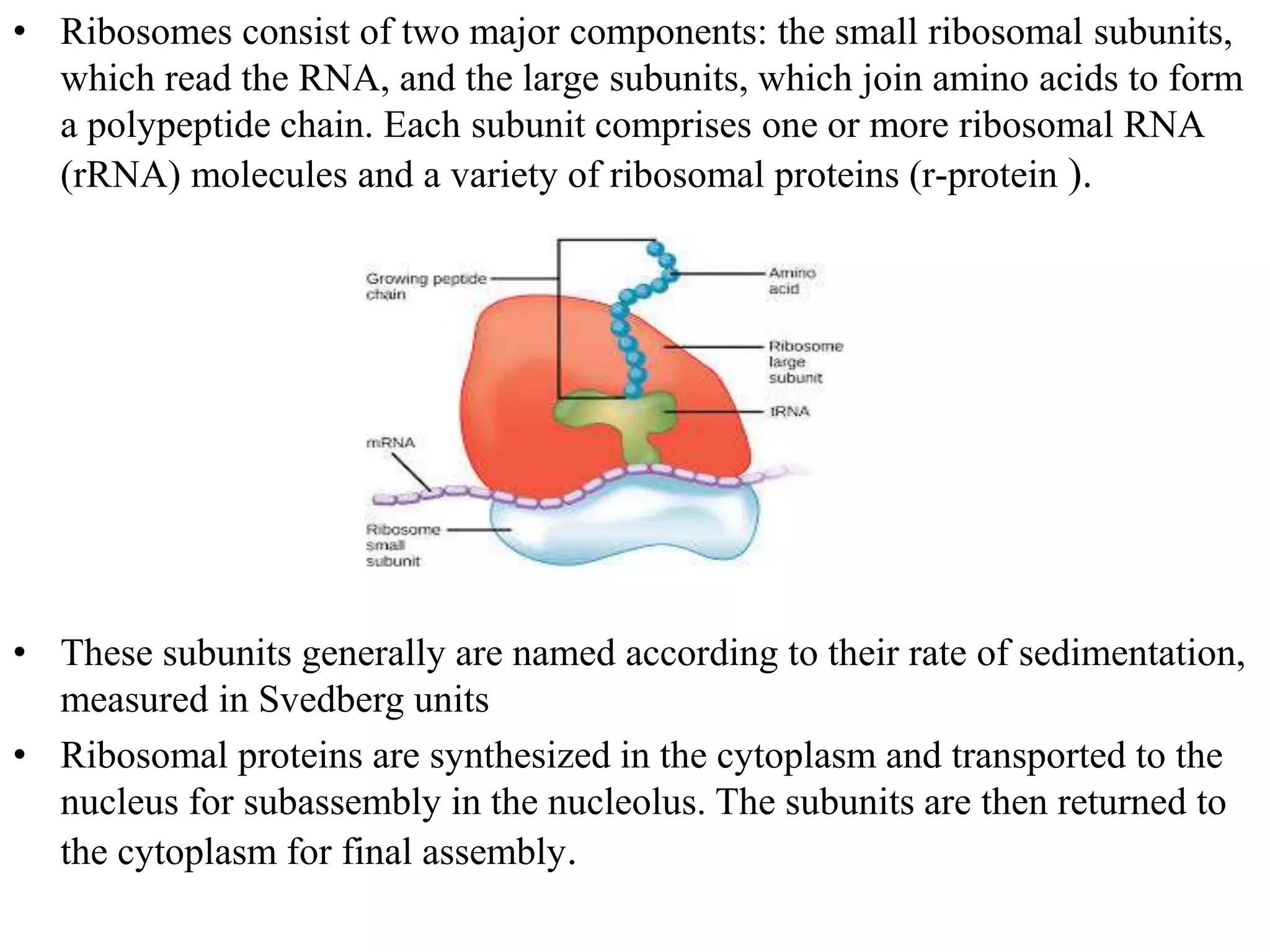 Structural features of rna | PPTX