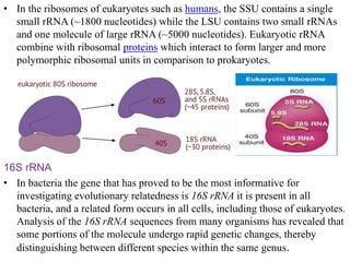 Structural features of rna | PPTX