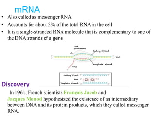 Structural features of rna | PPTX