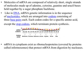 Structural features of rna | PPTX