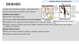 STRUCTURAL FRAMEWORK OF SKIN AND SKIN CANCER.pptx