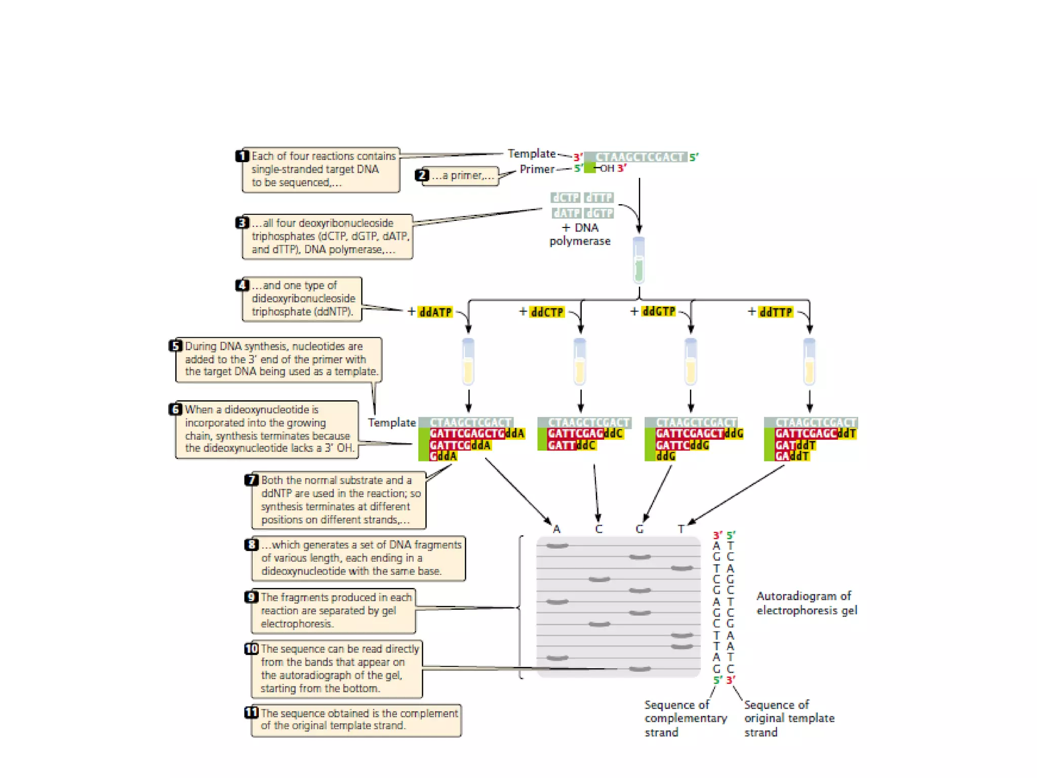 Structural Genomics Ppt