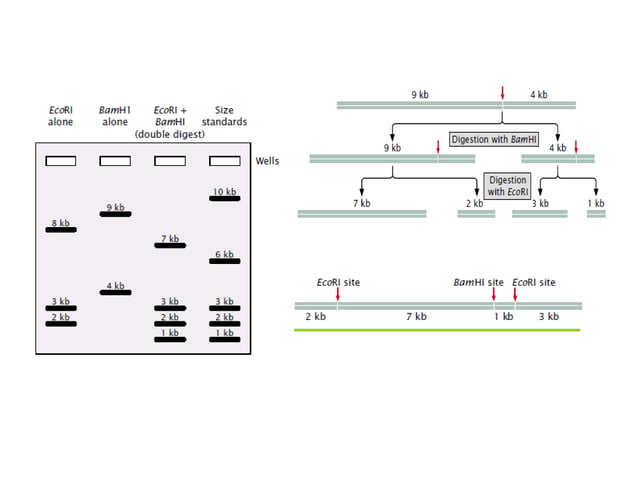 Structural Genomics Ppt