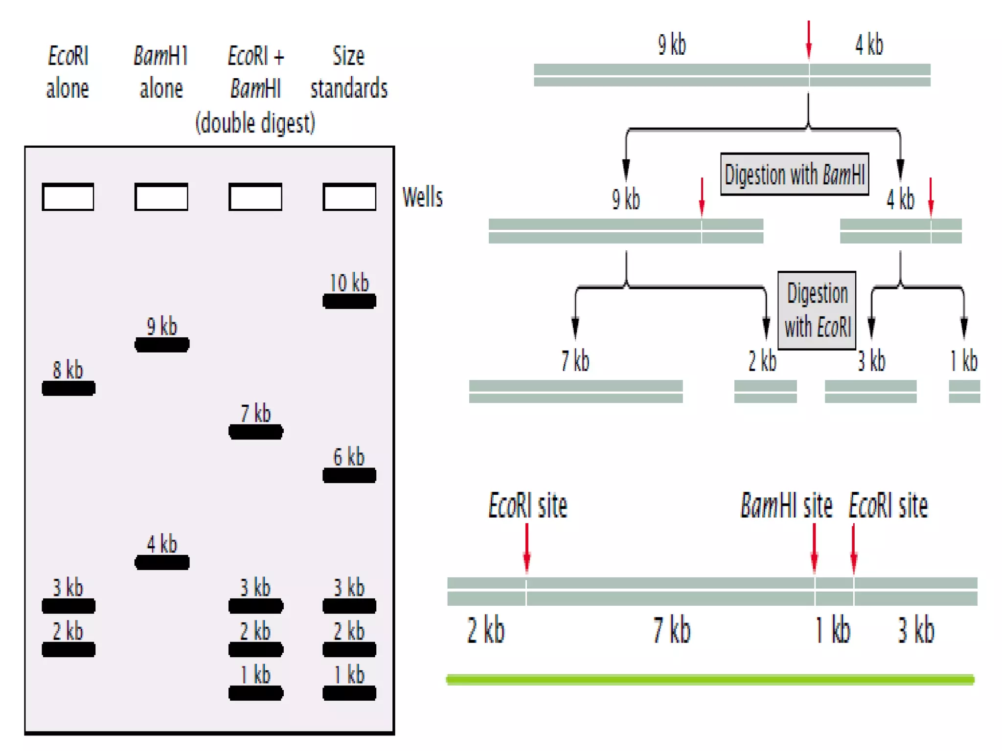 Structural genomics | PPT
