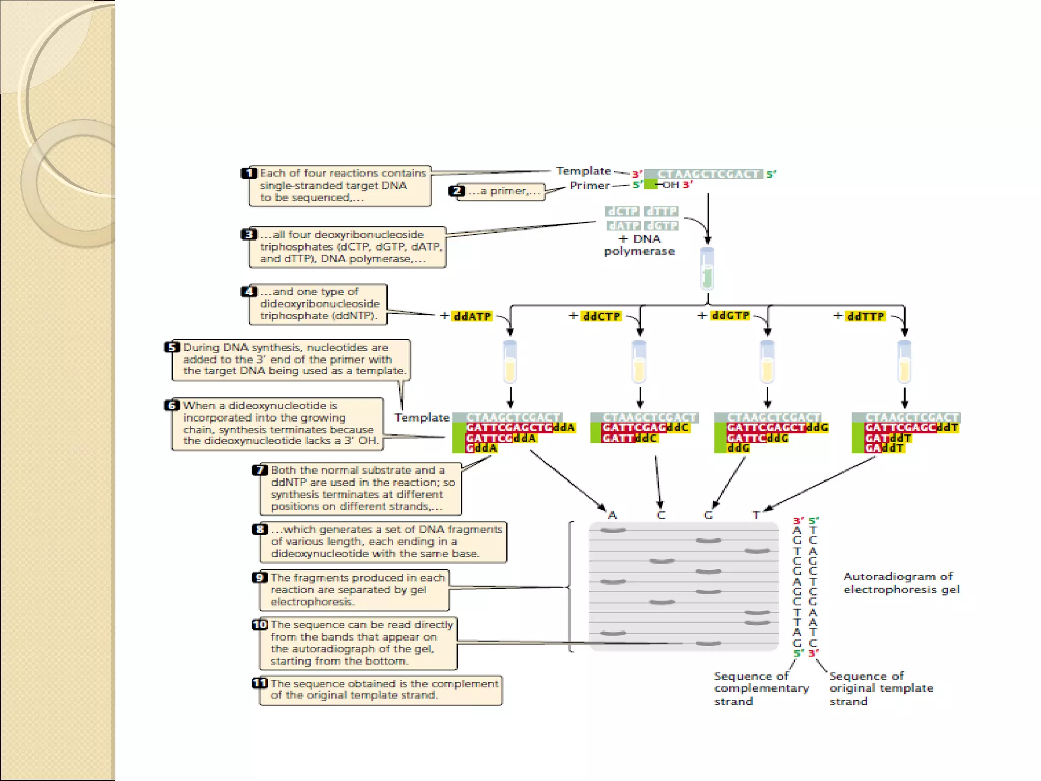 Structural genomics | PPT