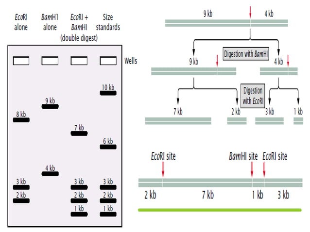 Structural genomics | PPT