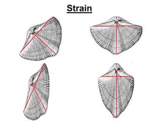 STRUCTURAL GEOLOGY STRESS STRAIN ADN DEFORMATION | PDF