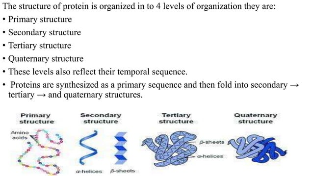Structural level of organization of proteins | PPTX