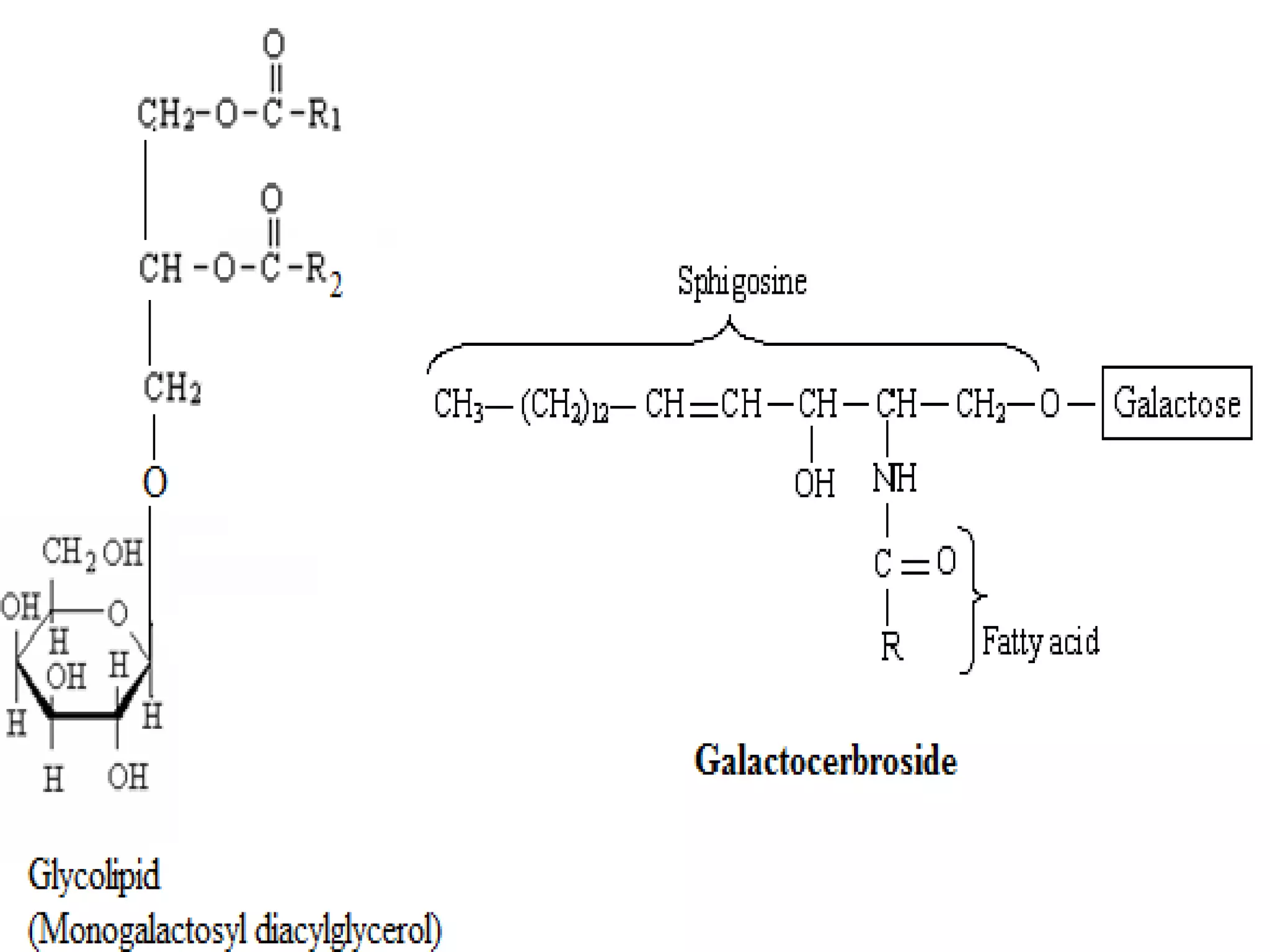 Structural Lipids Pptx