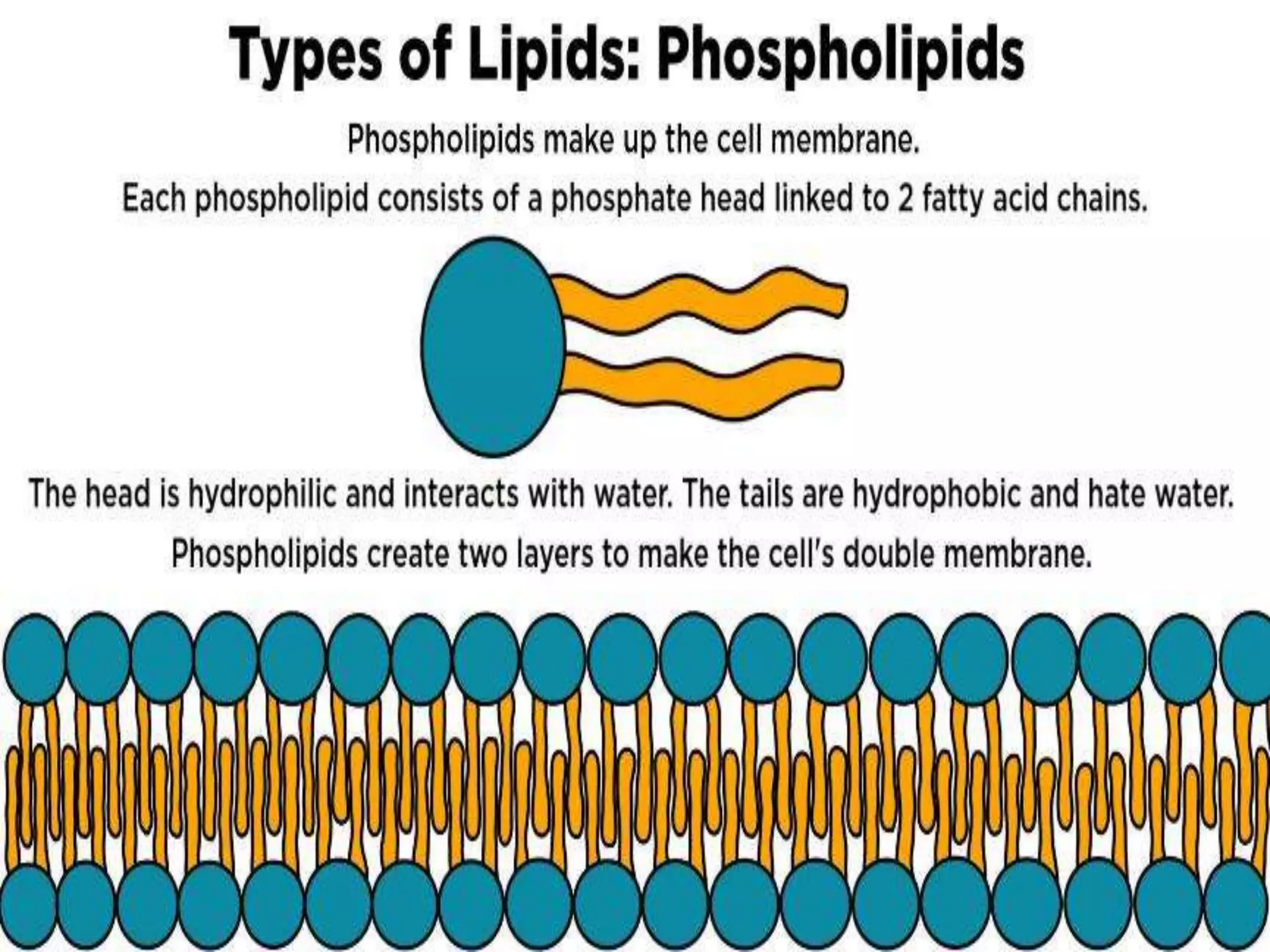Structural Lipids.pptx