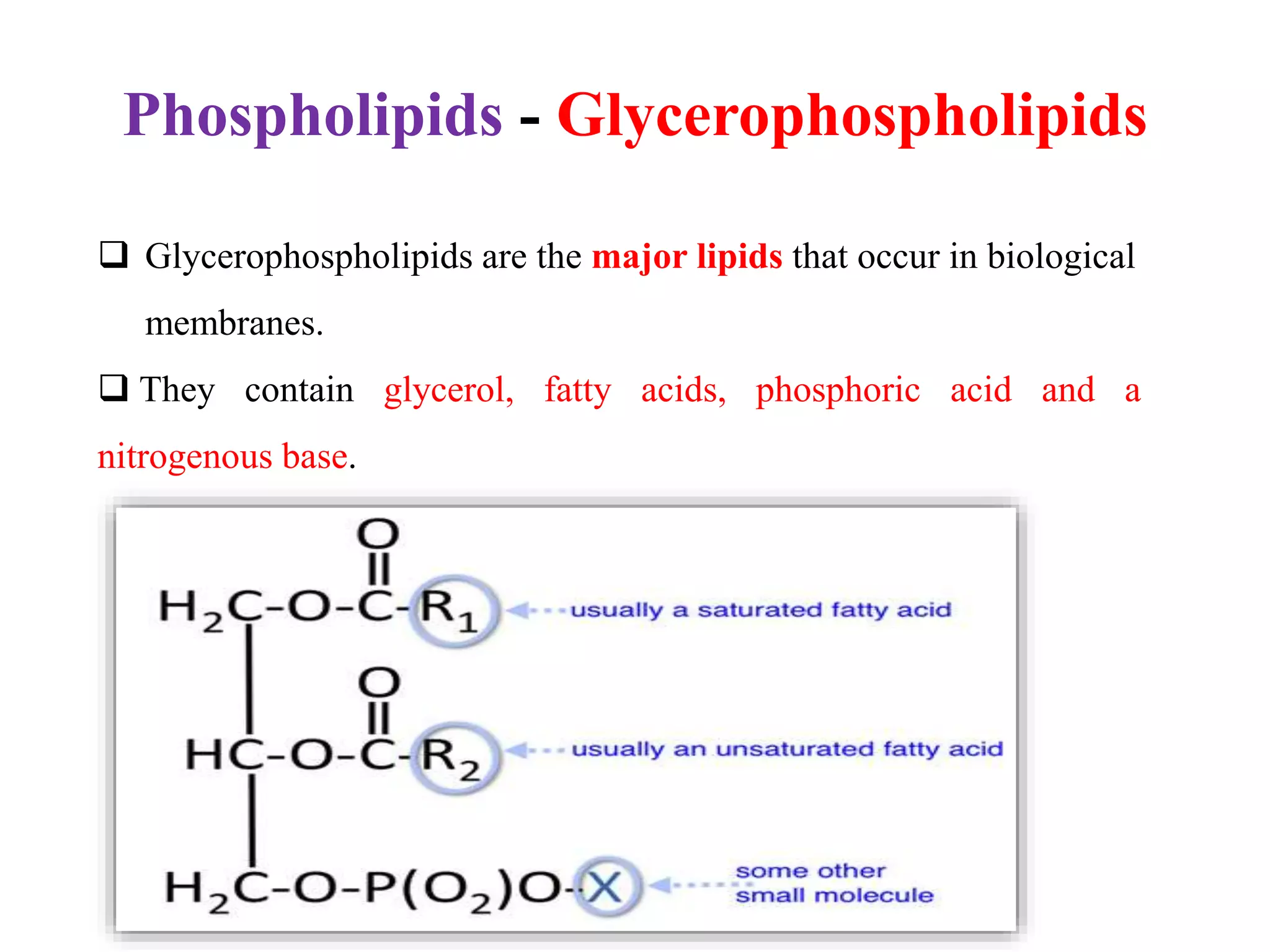 Structural Lipids.pptx