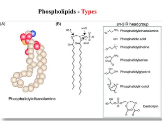 Structural Lipids.pptx
