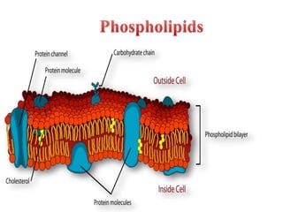 Structural Lipids.pptx