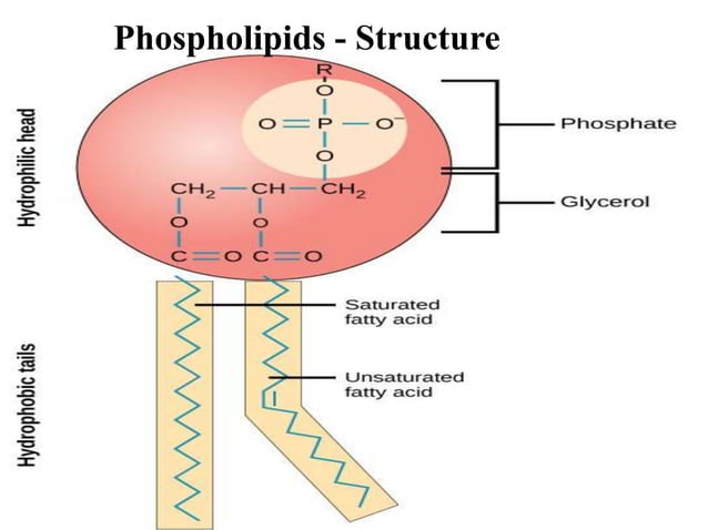 Structural Lipids.pptx