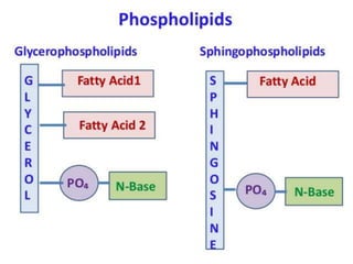Structural Lipids.pptx