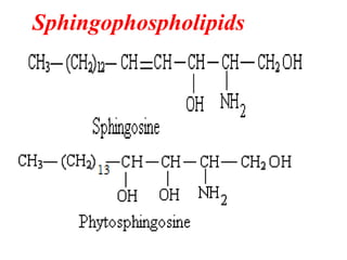 Sphingophospholipid Structure