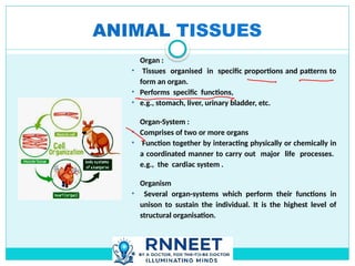 Structural organization in animal rn neet education 1.pptx