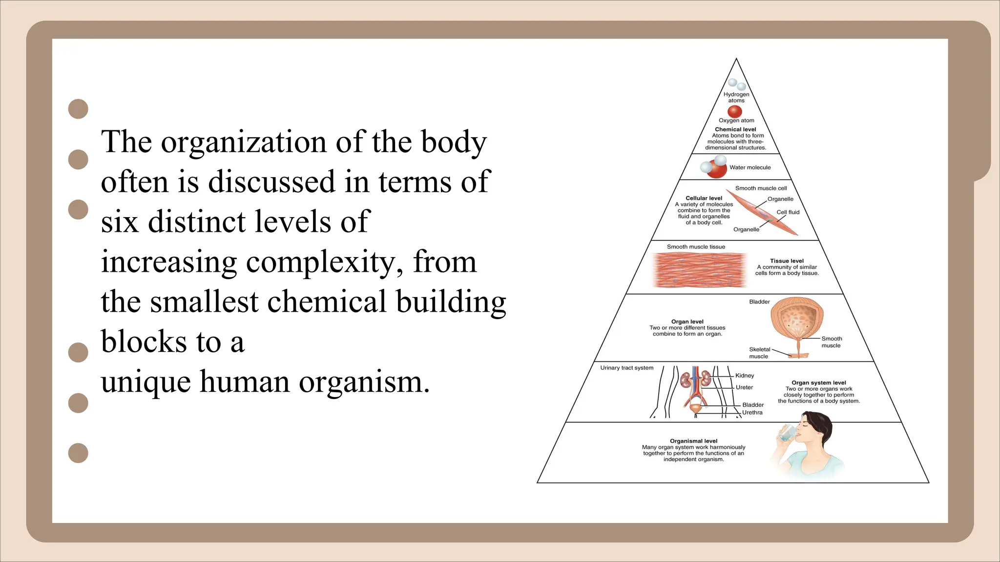 STRUCTURAL ORGANISATION.pdf by manoj dk, | PDF