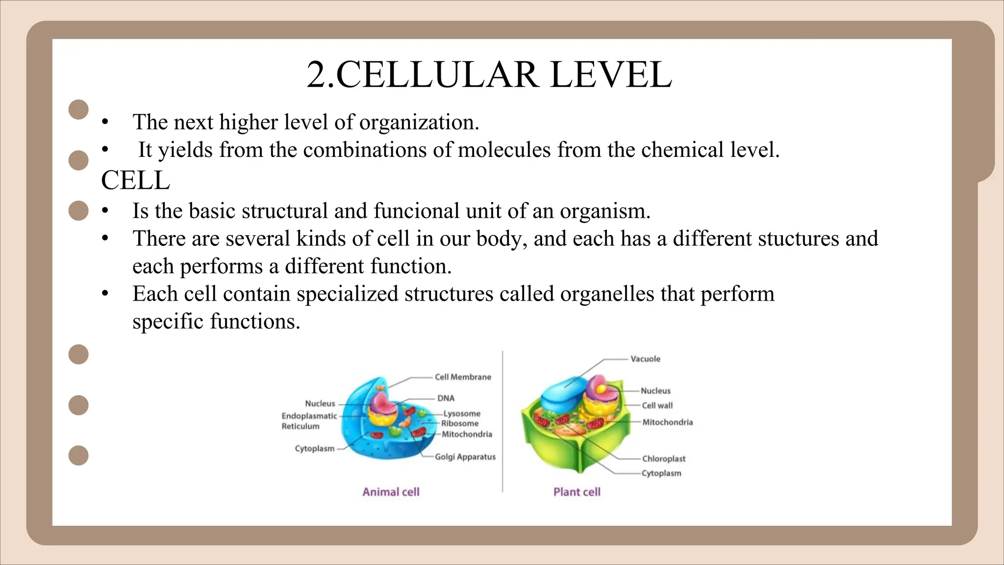 STRUCTURAL ORGANISATION.pdf by manoj dk, | PDF