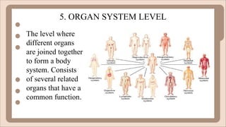 STRUCTURAL ORGANISATION.pdf by manoj dk, | PDF