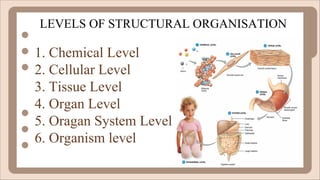 STRUCTURAL ORGANISATION.pdf by manoj dk, | PDF