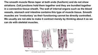 STRUCTURAL ORGANISATION IN ANIMALS.pptx
