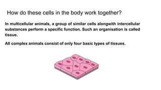 STRUCTURAL ORGANISATION IN ANIMALS.pptx