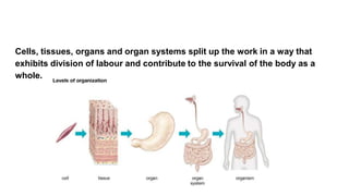 STRUCTURAL ORGANISATION IN ANIMALS.pptx