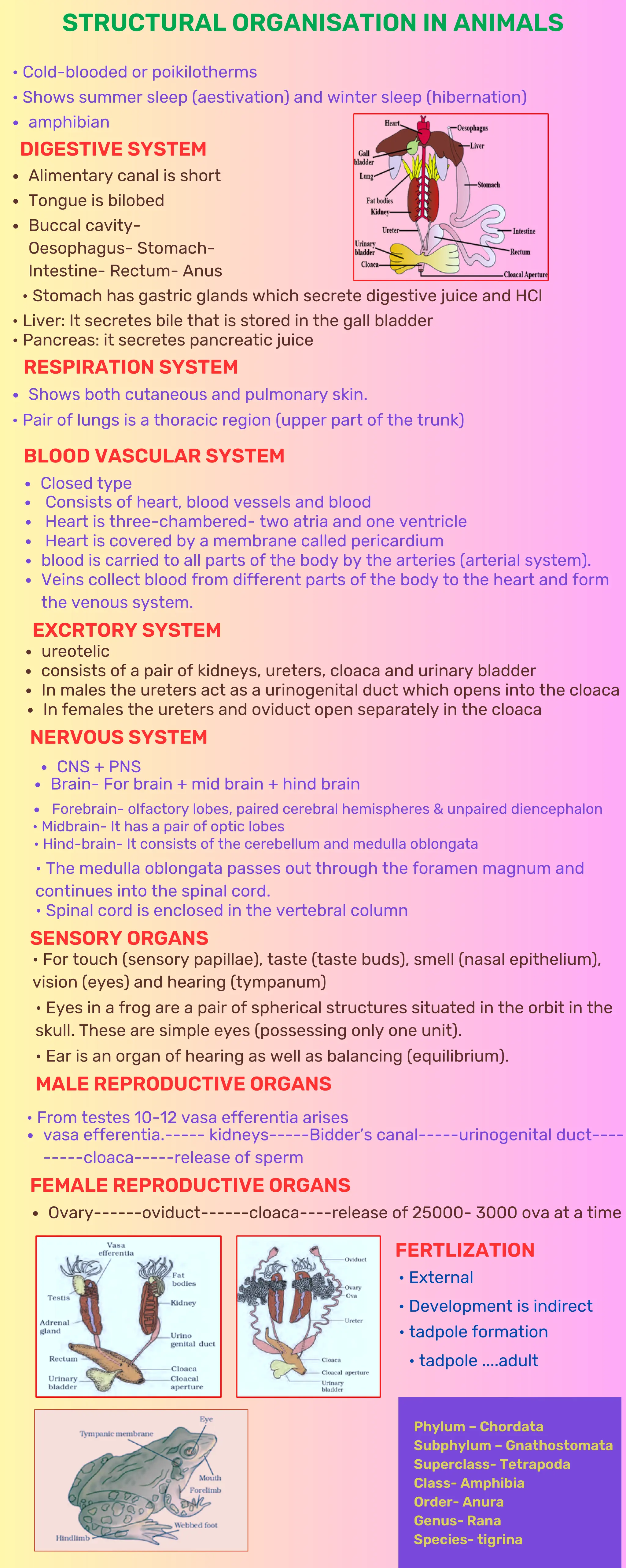STRUCTURAL ORGANISATION IN ANIMALS.pdf. chart | PDF