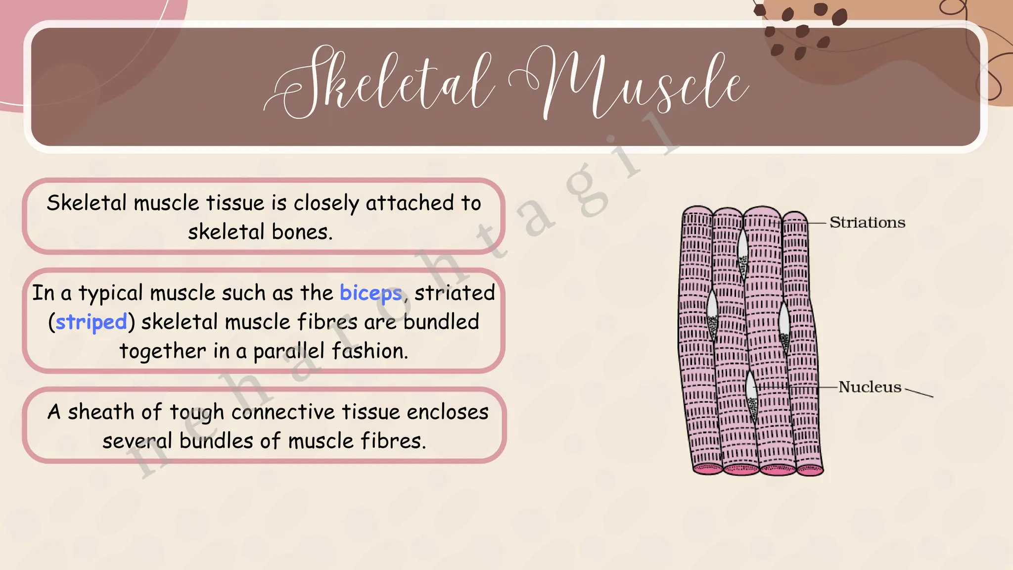 Structural Organisation In Animals CBSE CLASS - 11th NEET BIOLOGY.pdf