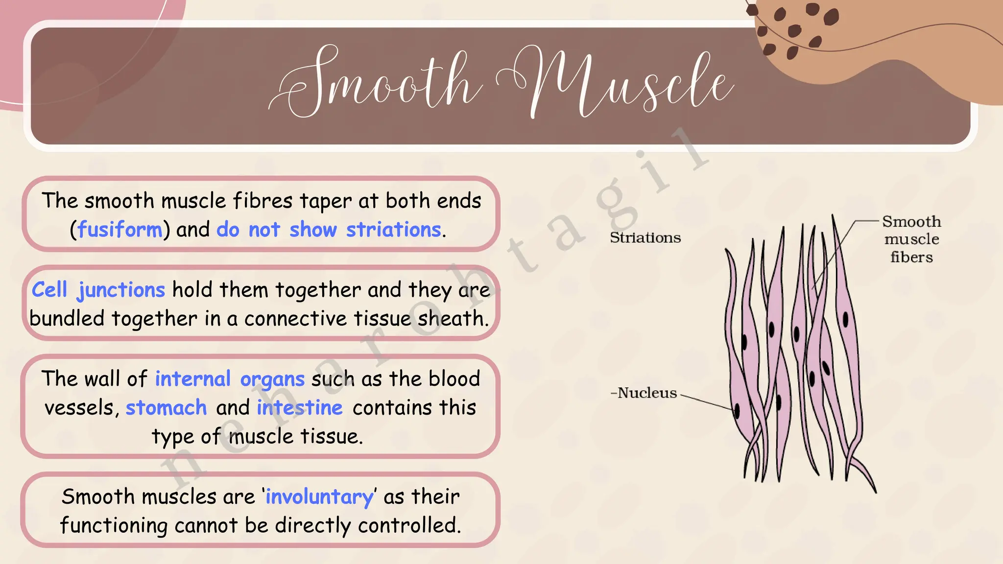 Structural Organisation In Animals CBSE CLASS - 11th NEET BIOLOGY.pdf