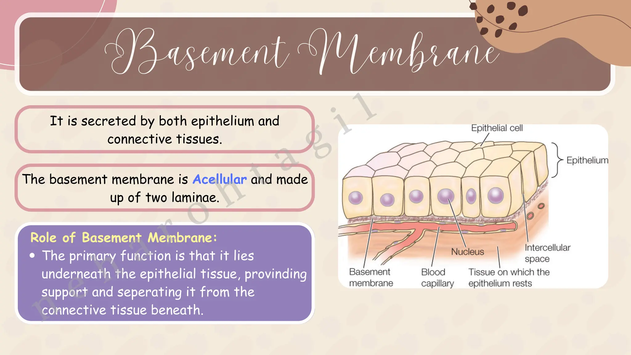 Structural Organisation In Animals CBSE CLASS - 11th NEET BIOLOGY.pdf