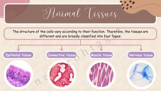 Structural Organisation In Animals CBSE CLASS - 11th NEET BIOLOGY.pdf