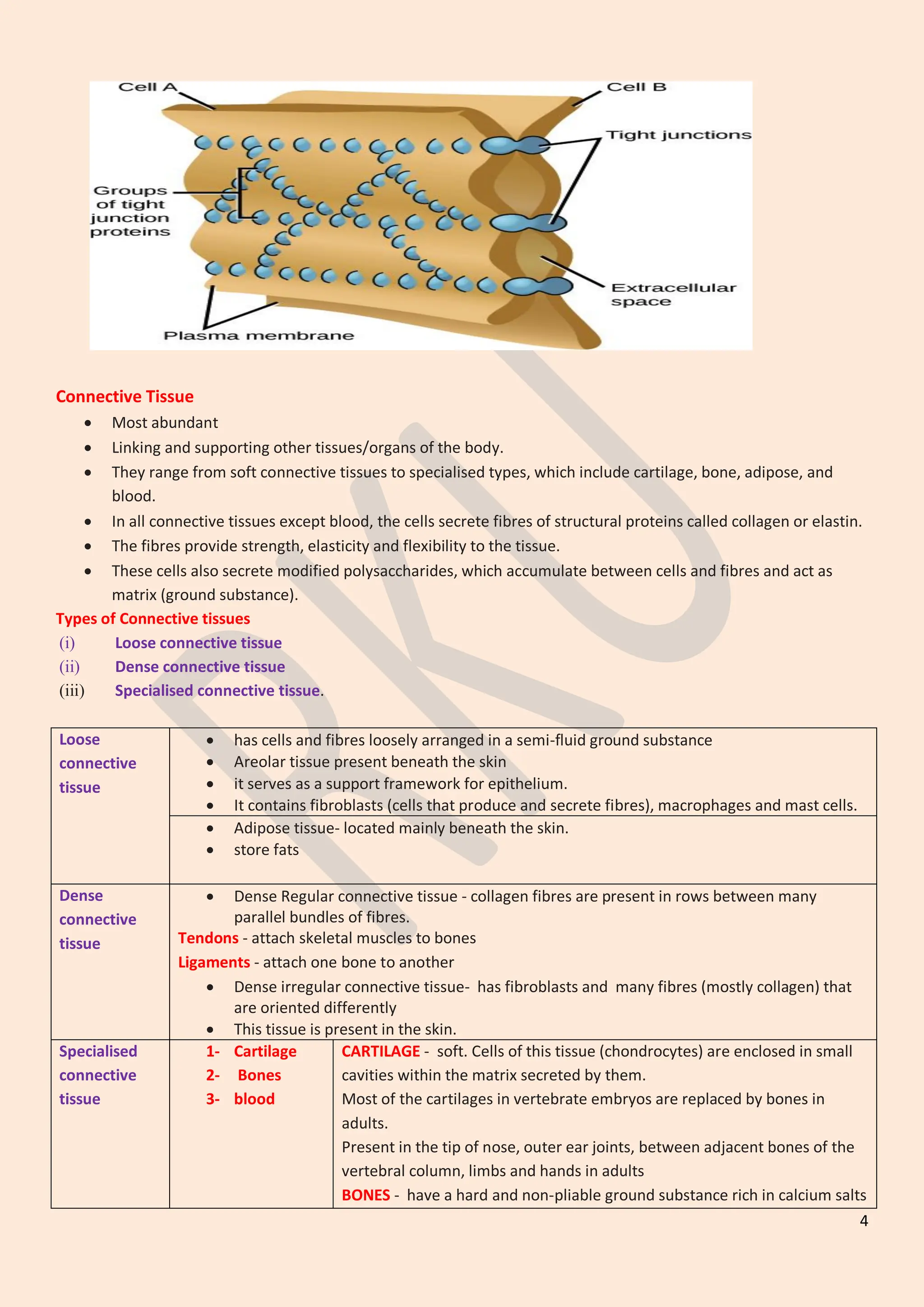 STRUCTURAL ORGANISATION IN ANIMALS TISSUE NOTES.pdf