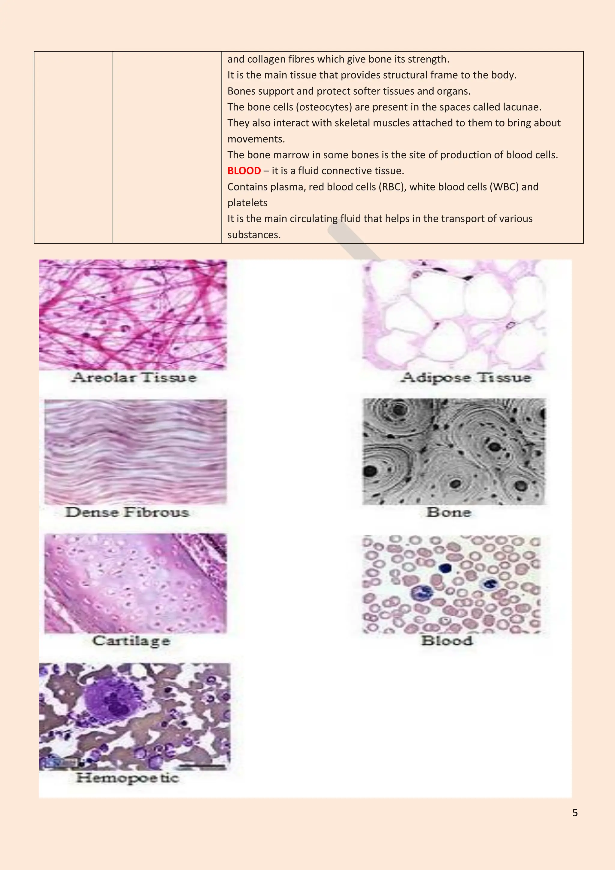 STRUCTURAL ORGANISATION IN ANIMALS TISSUE NOTES.pdf