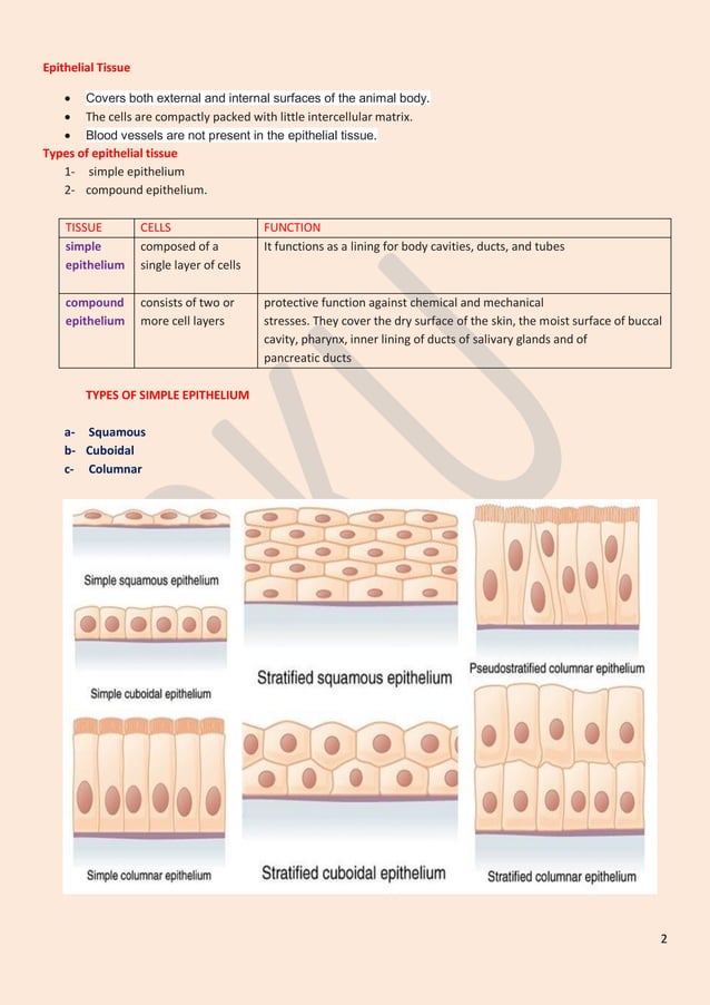 STRUCTURAL ORGANISATION IN ANIMALS TISSUE NOTES.pdf