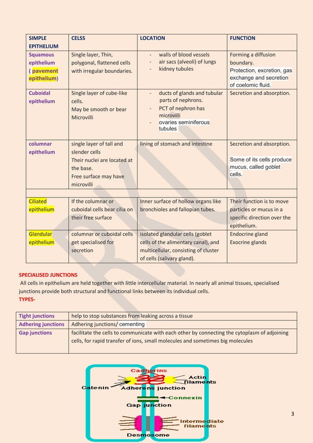 STRUCTURAL ORGANISATION IN ANIMALS TISSUE NOTES.pdf