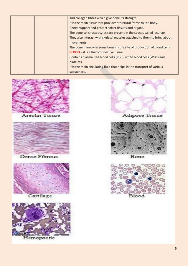 STRUCTURAL ORGANISATION IN ANIMALS TISSUE NOTES.pdf