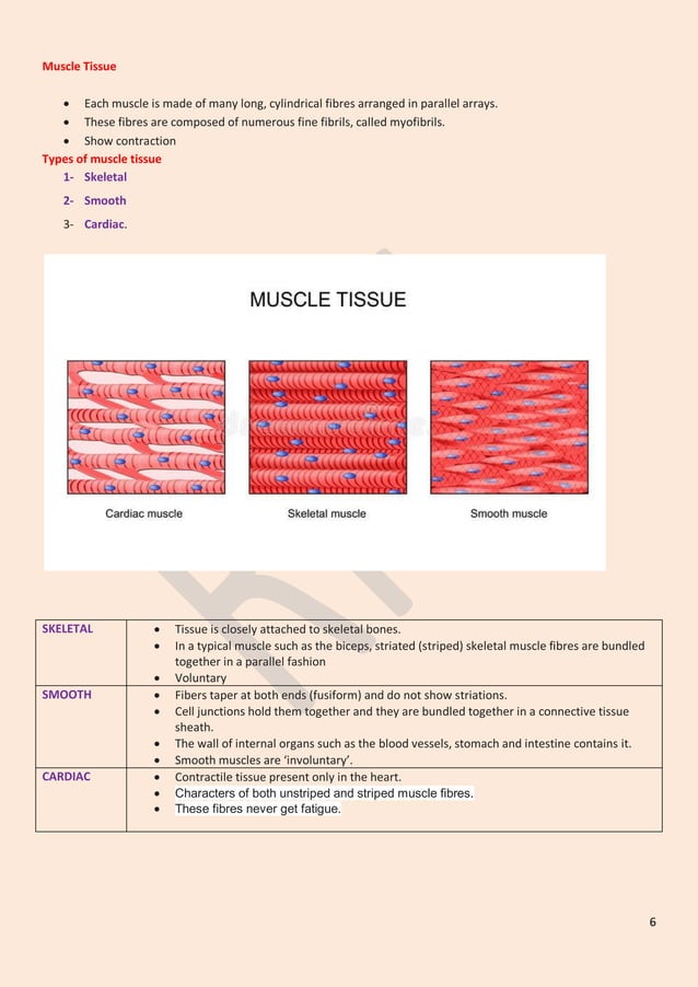 STRUCTURAL ORGANISATION IN ANIMALS TISSUE NOTES.pdf