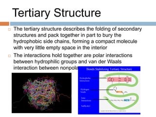Structural organisation of protiens | PPTX