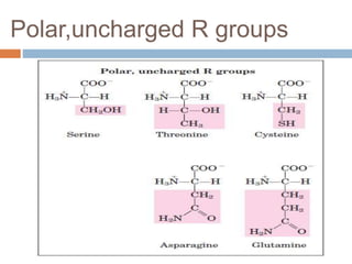 Structural organisation of protiens | PPTX